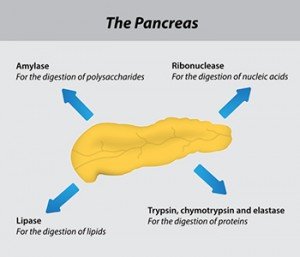 6 Steps to a Healthy Digestive System